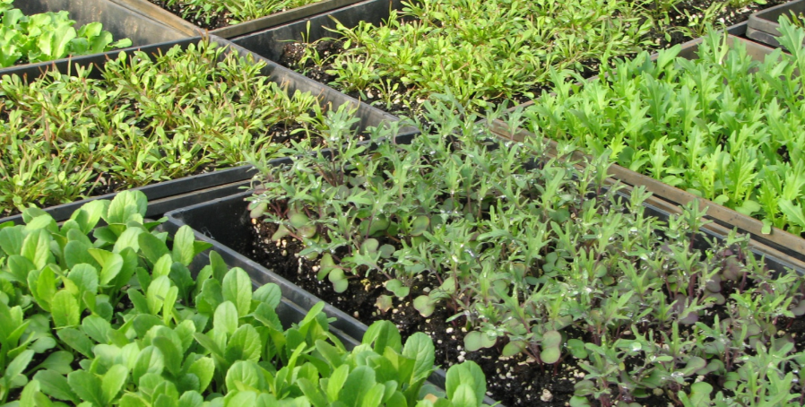 Online Store – Thatchmore Farm Inc.